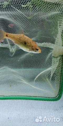 Барбус Шуберта