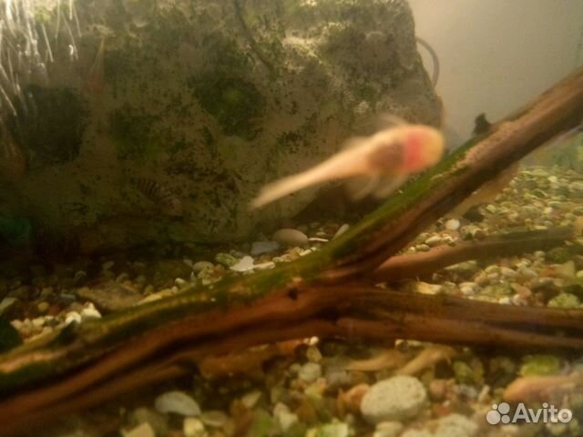 Анциструс альбинос (мальки)