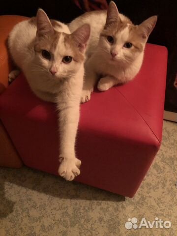Пушистые котята