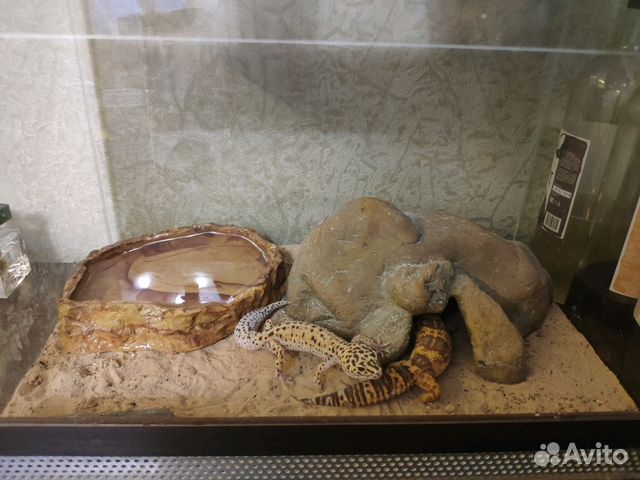 Террариум с гекконами(Эублефары) поилка, термокабе