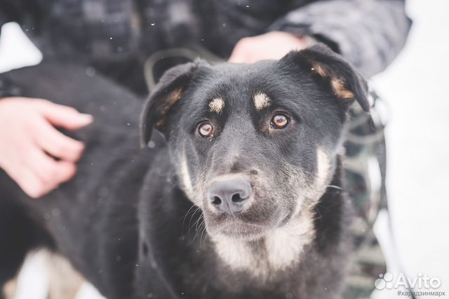 Тайсон ищет дом