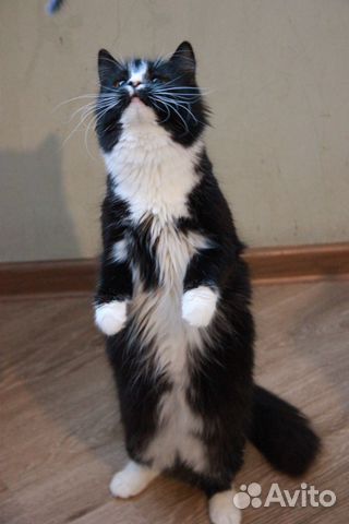 Кошка Крошка Енот)
