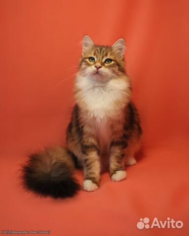 Сибирские котята