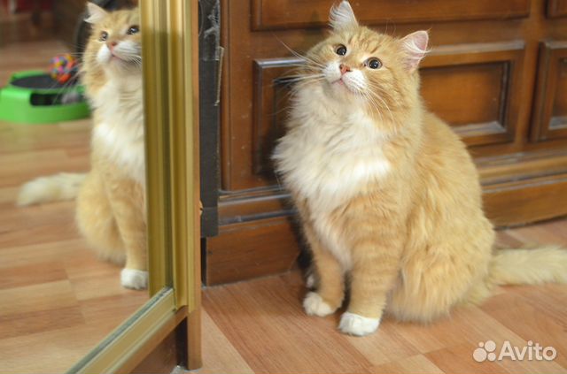 Пушистая красавица Рыжка, в дар