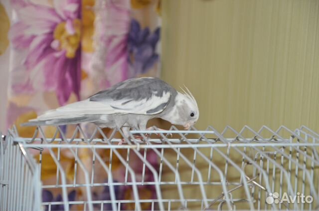 Корелла самец