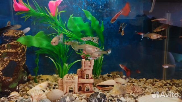 Мальки и подростки гуппи