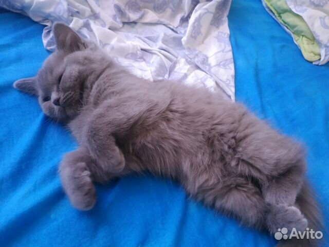 Отдам котенка в хорошие руки