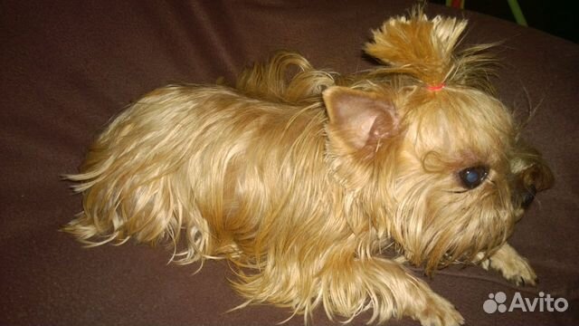 Голдаст в самаре