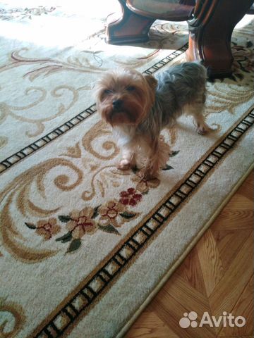 Найдена собака