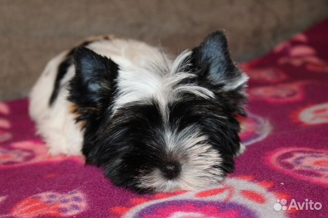 Цветные йорки девочки и мальчики