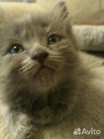 Котик 1.5 мес