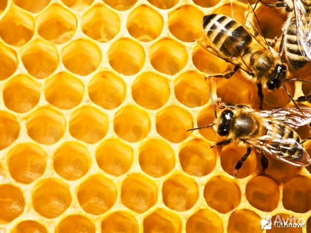 Продаются пчелы