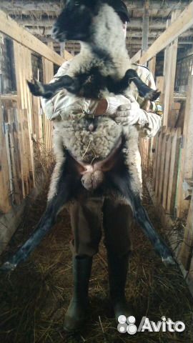 Романовские баранчики