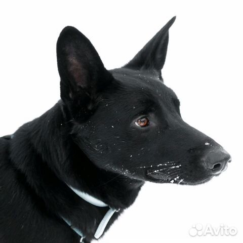 Игривый мальчишка ищет семью