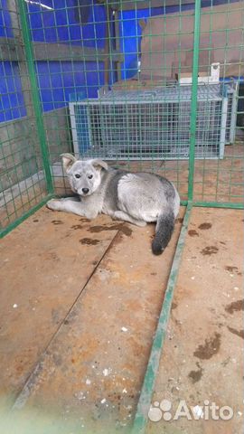 Щеночки медвежата