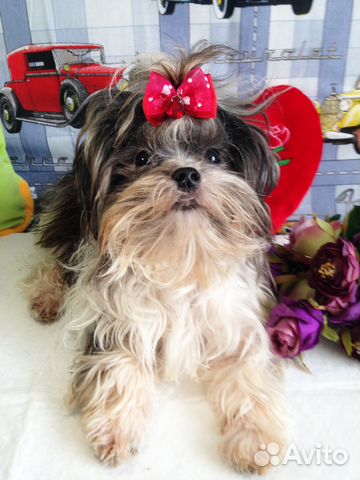 Мини мальчик болоночка