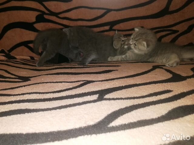 Котята шотландцы