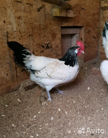 Курочка Лакенфельдер