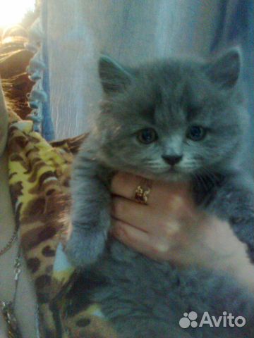 Девчушка 3 мес серо-голубая в добрые руки