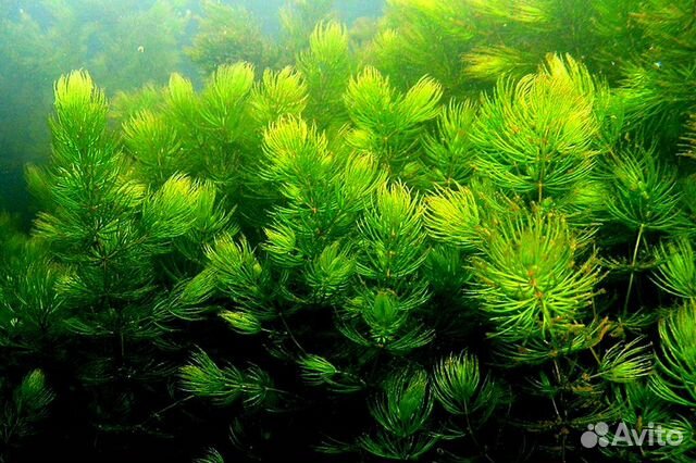 Роголистник, Ампулярии