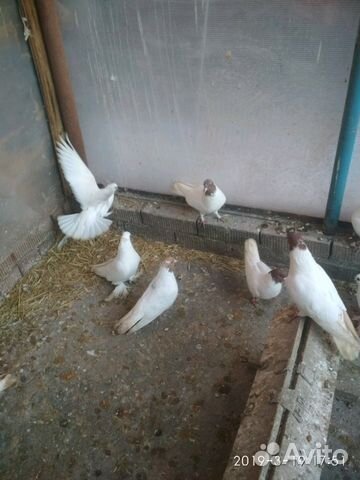 Голуби бойные, бакинцы иранцы пакестанцы узбеки от