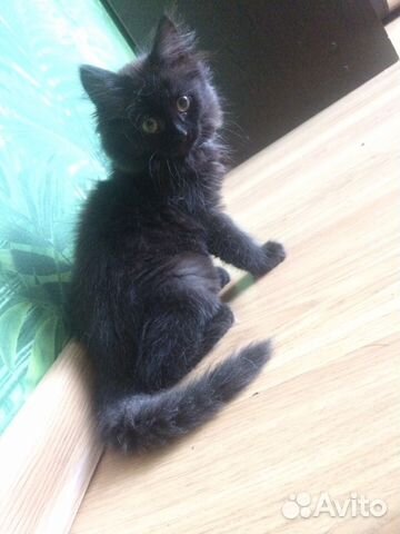 Котёнок