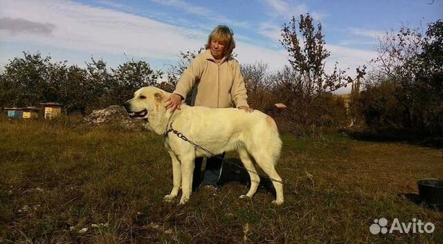 Продам алобая