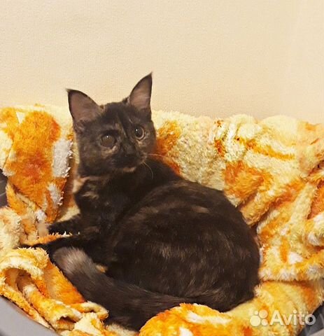 Ждет своего хозяина котенок Настюшка