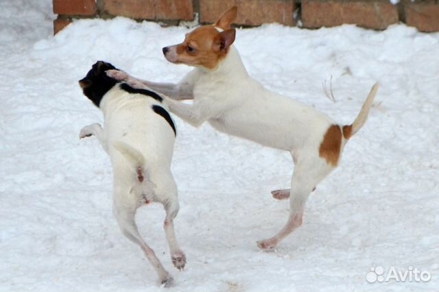 Подросток редкой породы той-фокстерьера