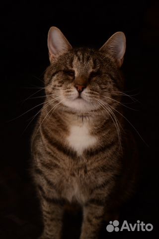 Бази слепой котик, эпилептик