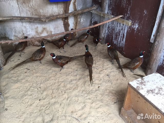 Самцы фазанов охотничьих на племя