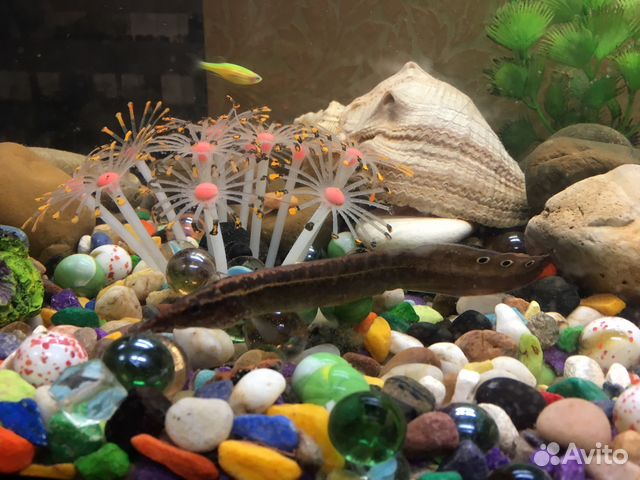 Рыбка Макрогнатус