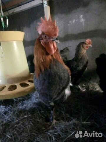 Мараны. Павловские. Ухейилюи