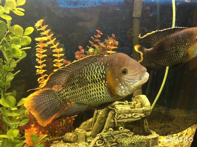 Акары бирюзовые и малавийцы