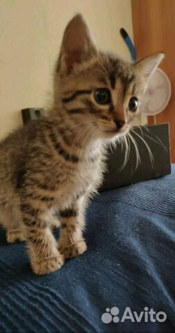 В добрые руки