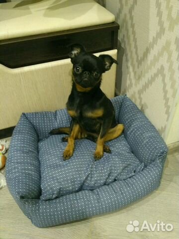 Пти-брабансон собака 1 год мальчик