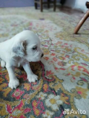 Кокерята Англичане