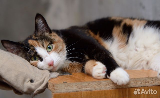 Кошечка в добрые руки