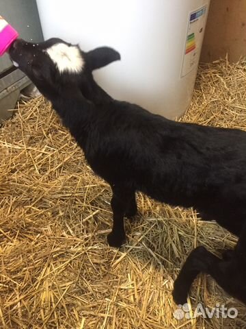 Баранчик романовский на племя