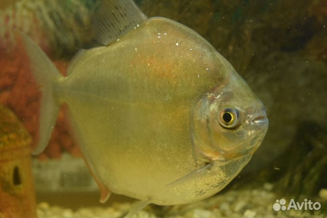 Продам Метиннис (metynnis)