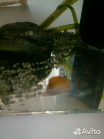 Улитки ампулярии