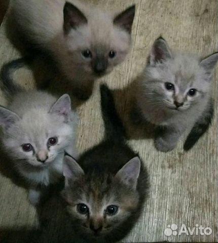 Четыре чудесных котенка