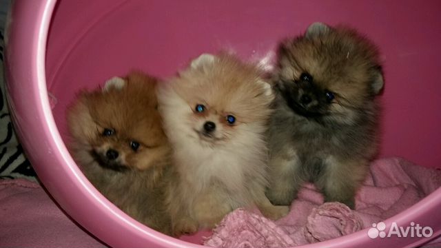 Померанские девчонки