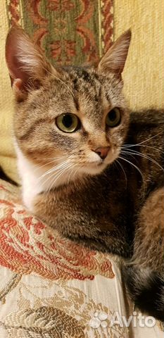 Европейская кошечка Нюшка 1год,стерилизованная,лас