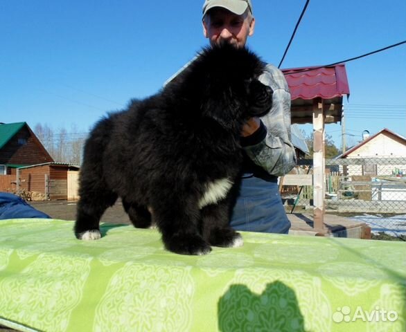 Медвежата - Ньюфики: