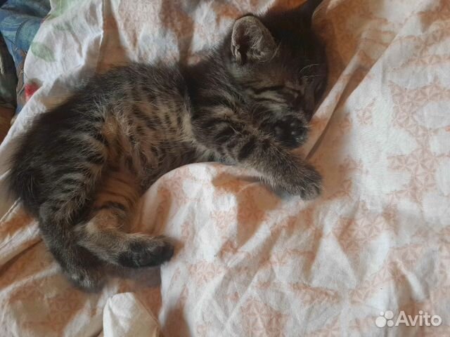 Котенок