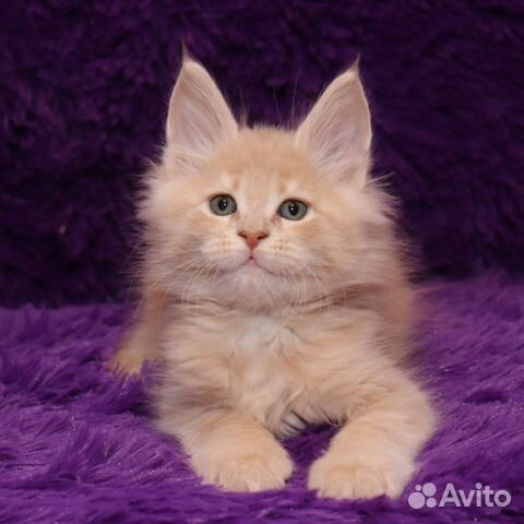 Крупный ласковый Львёнок мурлыка