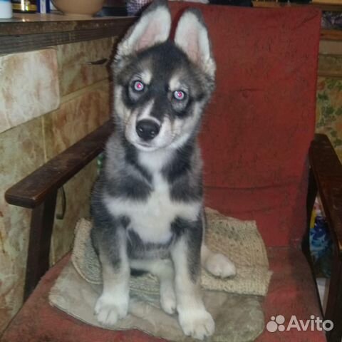 Щенок Яша 3 мес. в дар