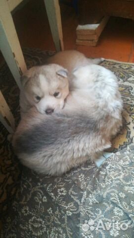 Красивые щеночки хаски