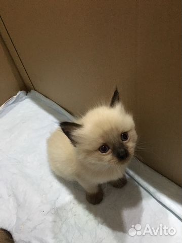 Балинезийские котята